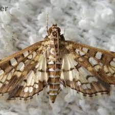 SAMEA Internships South Africa 2025-2026 - Information Portal